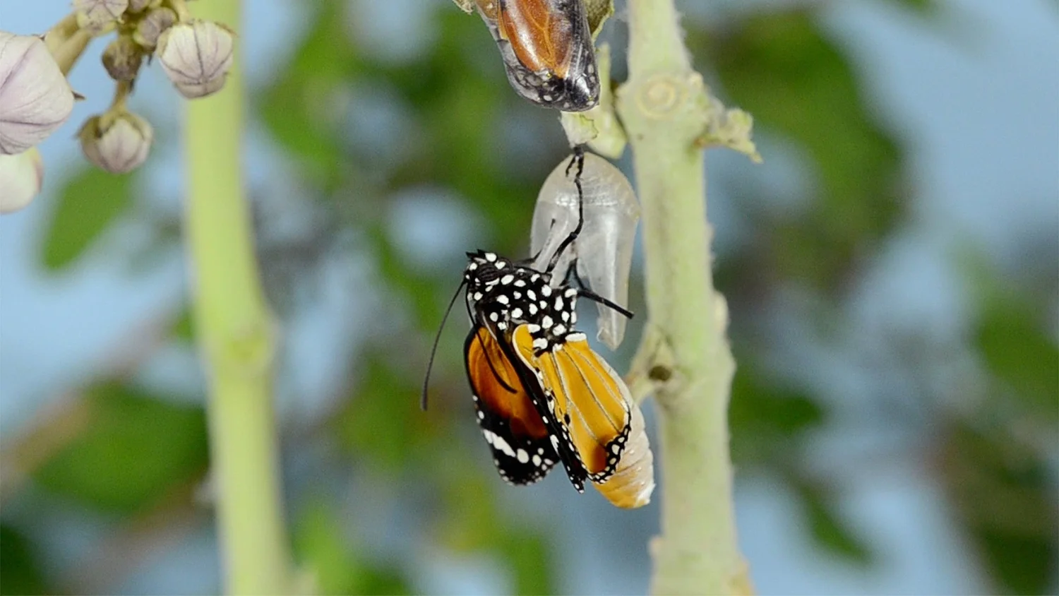 DOULA CO-OP | Transforming Doula Care Across the Spectrum of Life