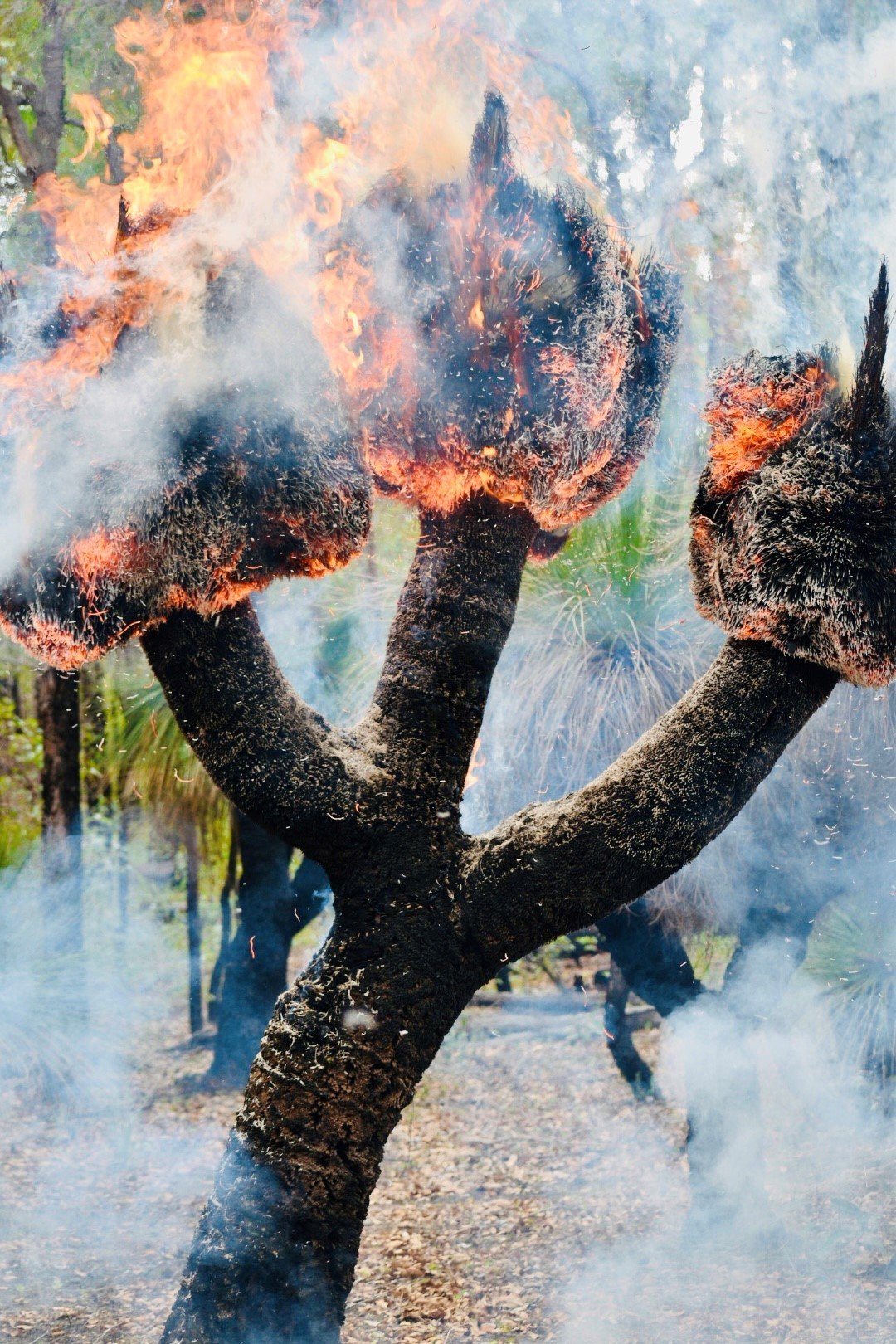 Priority Reform Three — Coalition of Peaks