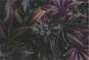 Mozey Extracts