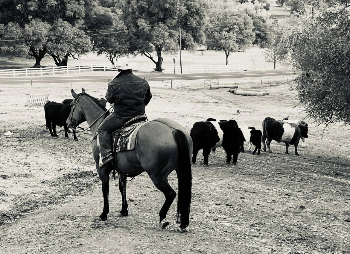 Diamond 21 Livestock