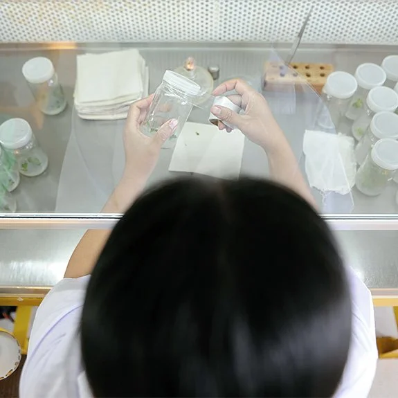 The Comprehensive Guide to Plant Tissue Culture