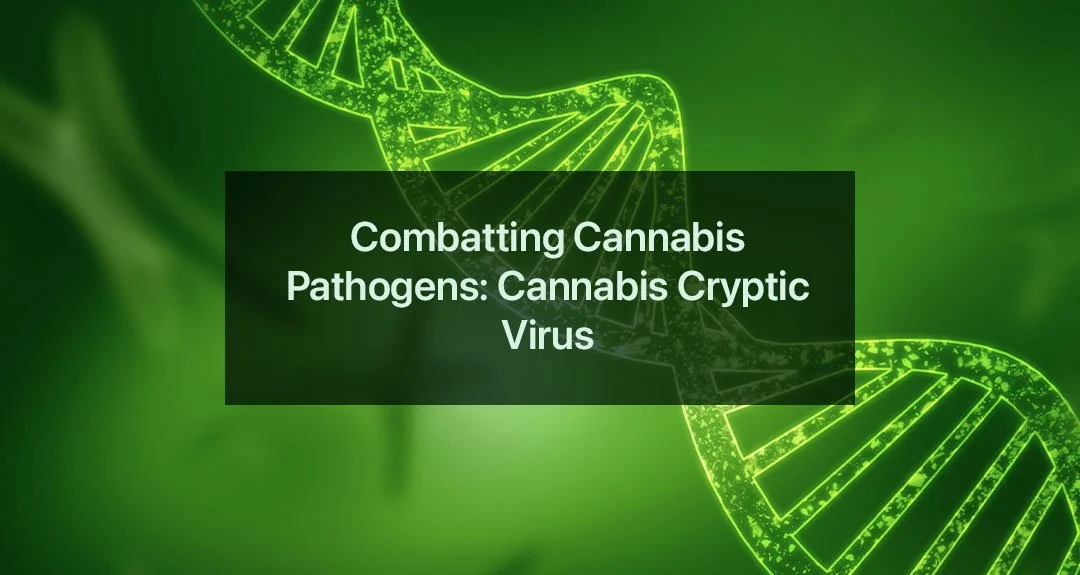 Combatting Cannabis Pathogens: Cannabis Cryptic Virus