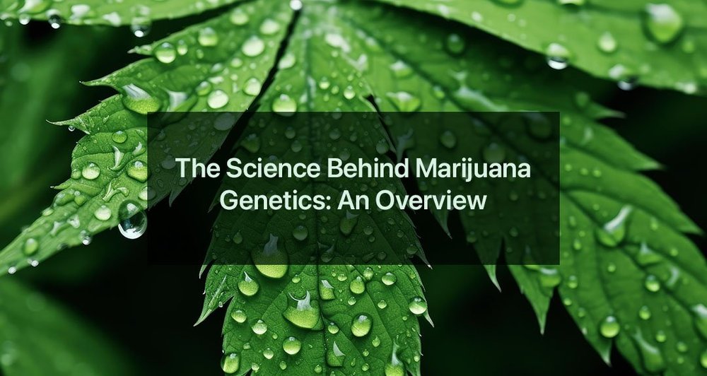 The Science Behind Marijuana Genetics: An Overview
