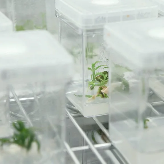 Tissue Culture Cloning: Cannabis Propagation Guide