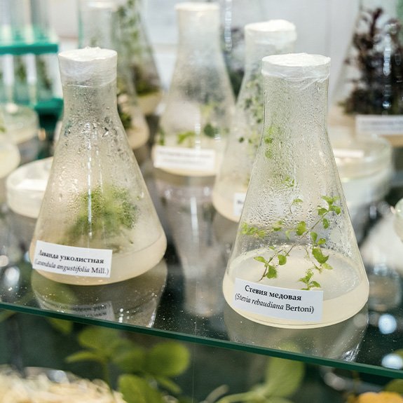 The Comprehensive Guide to Plant Tissue Culture