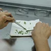 Setting Up a Plant Tissue Culture Laboratory
