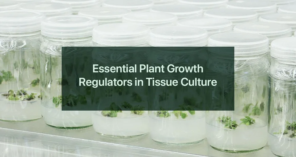 Essential Plant Growth Regulators in Tissue Culture