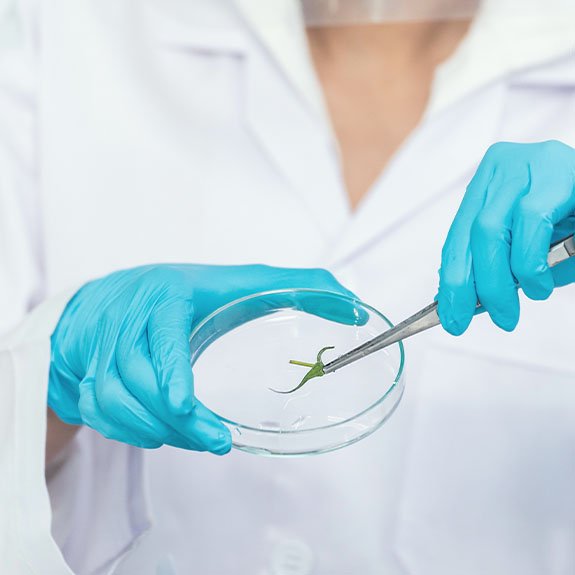 Avoid Common Contaminants in Plant Tissue Culture