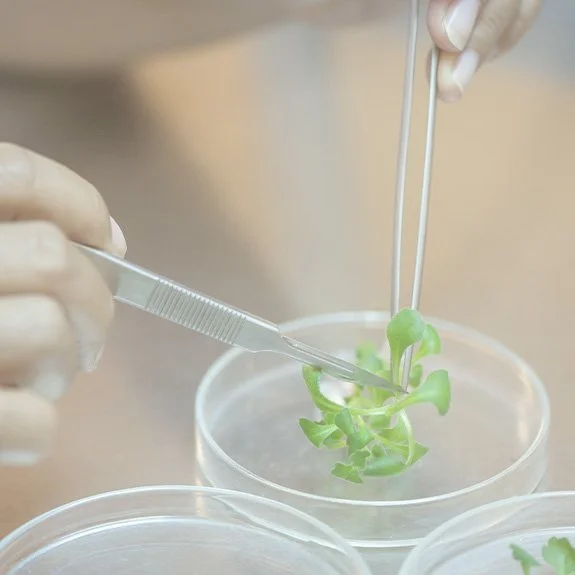 The Comprehensive Guide to Plant Tissue Culture