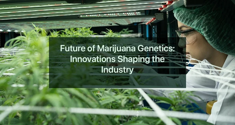 Future of Marijuana Genetics: Innovations Shaping the Industry