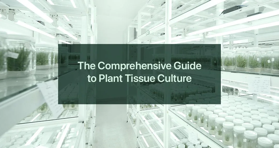 The Comprehensive Guide to Plant Tissue Culture