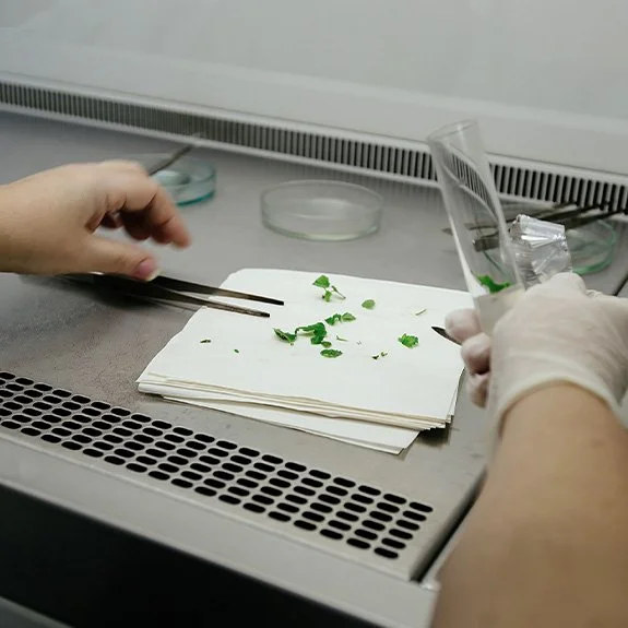 The Comprehensive Guide to Plant Tissue Culture