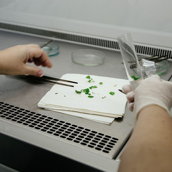 The Comprehensive Guide to Plant Tissue Culture