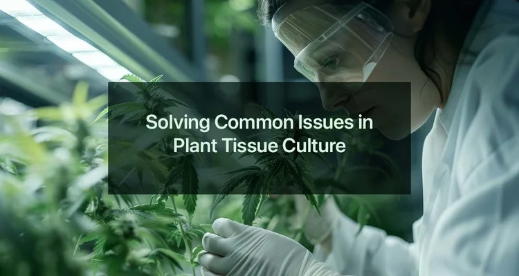 Solving Common Issues in Plant Tissue Culture