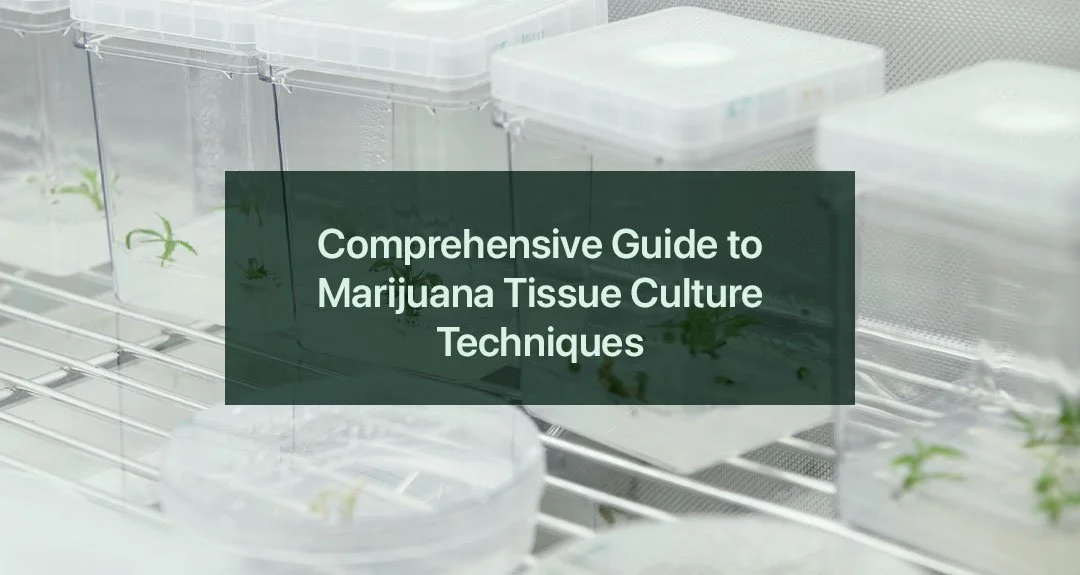 Comprehensive Guide to Marijuana Tissue Culture Techniques