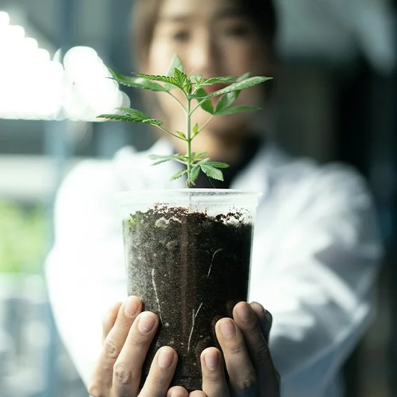 Guide to Cannabis Tissue Culture Propagation