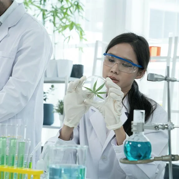 Preserving Rare Marijuana Strains with Tissue Culture