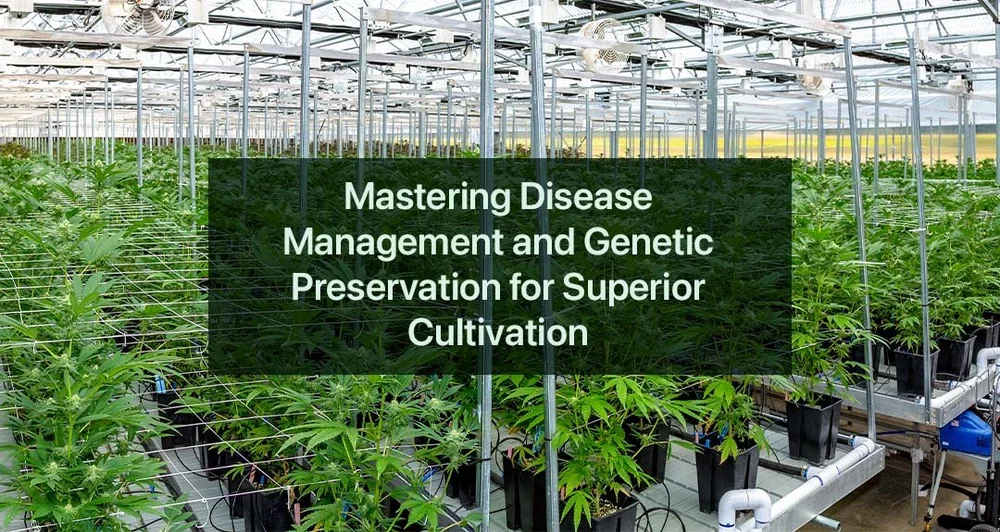 Revolutionizing Disease Management in Cannabis Cultivation