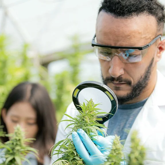 Understanding Cannabis Pathogens: Russet Mites