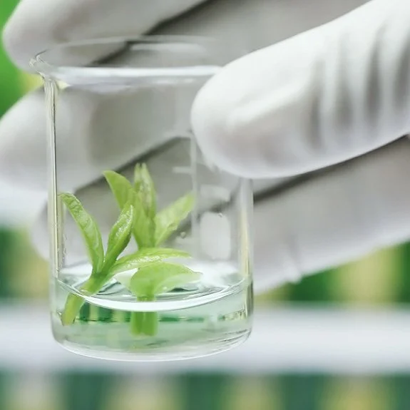 Evolution of Plant Tissue Culture: Key Milestones and Innovations