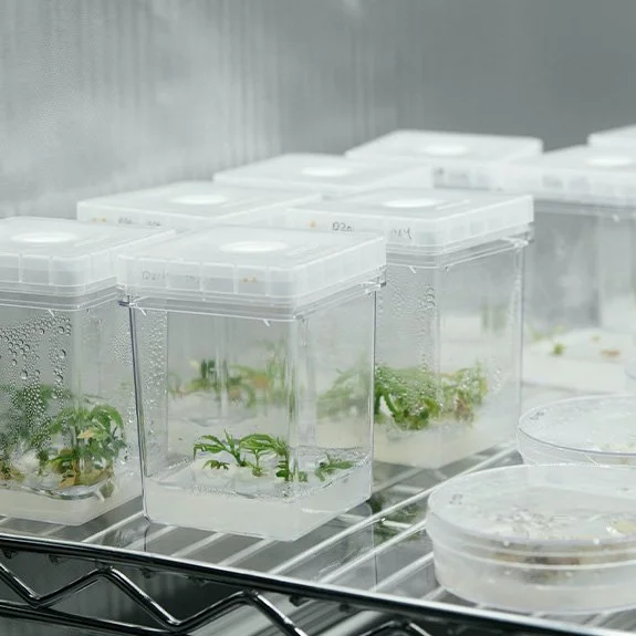 Next-Gen Cannabis: Genetics & Tissue Culture Breakthroughs