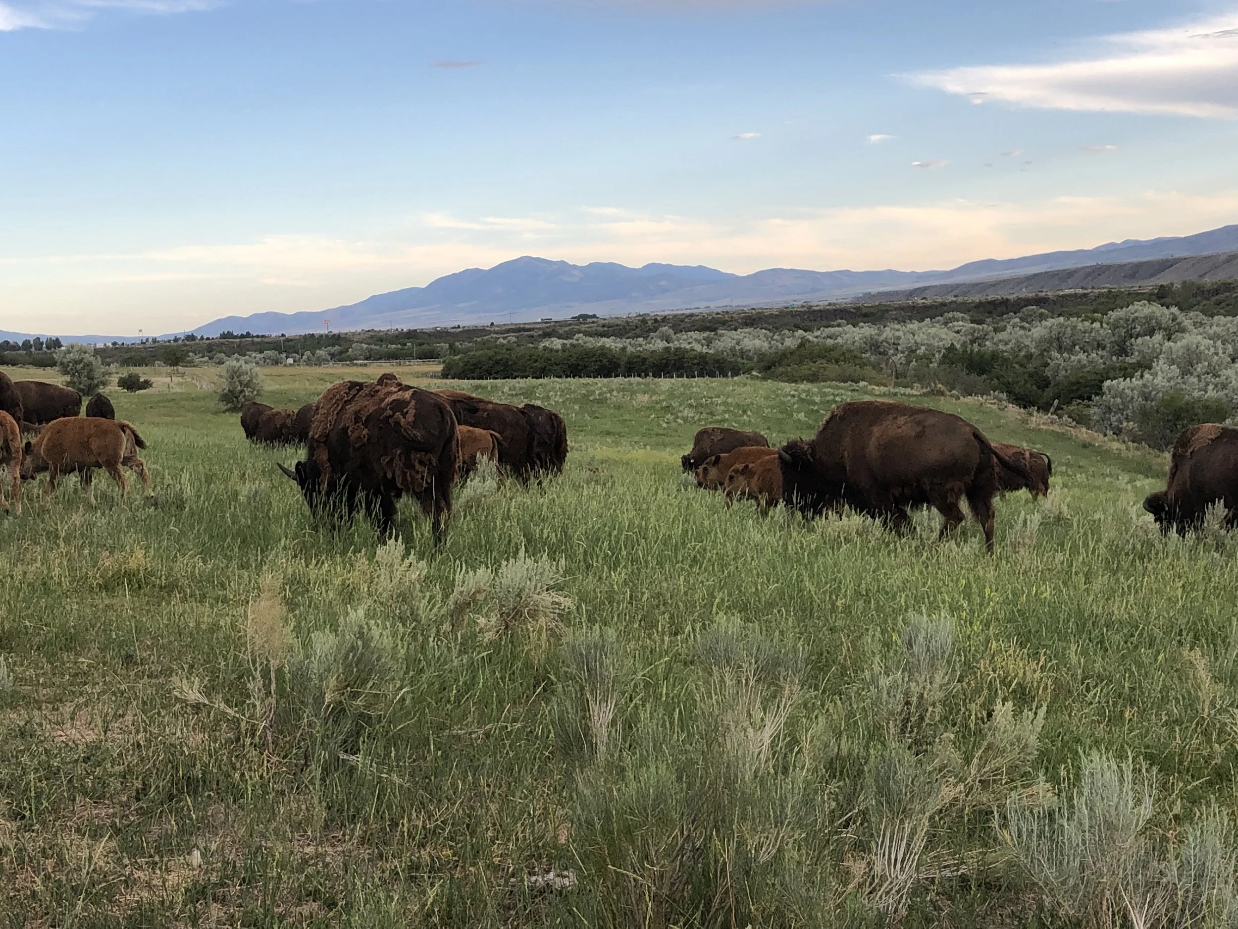 Diamond P Grassroots Bison | All Natural, Grass Fed, Hormone Free Bison ...
