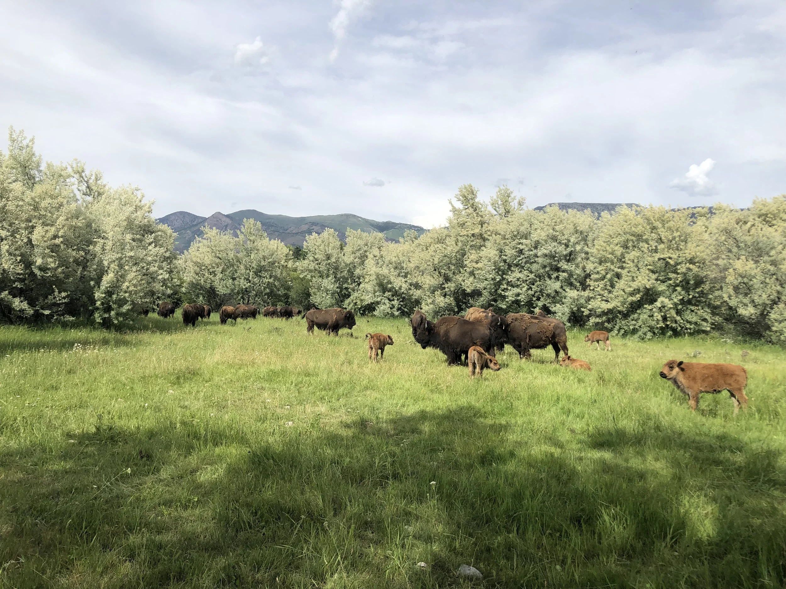 Diamond P Grassroots Bison | All Natural, Grass Fed, Hormone Free Bison ...