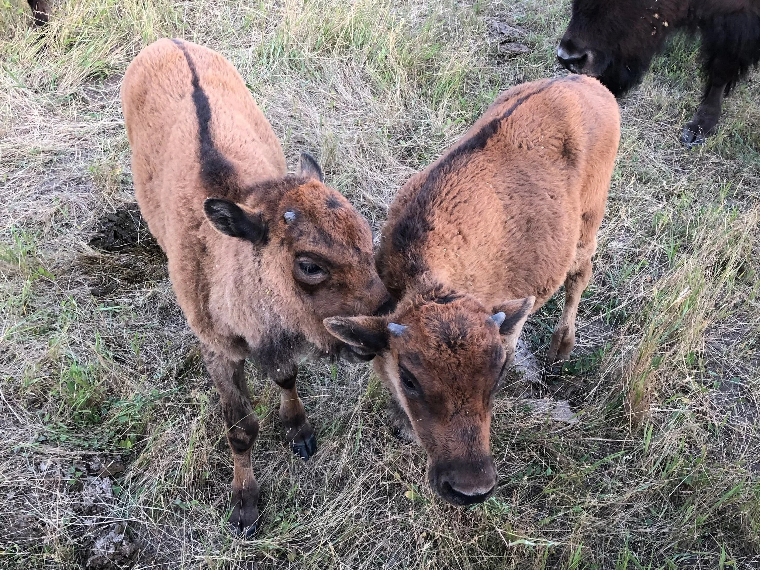 Diamond P Grassroots Bison | All Natural, Grass Fed, Hormone Free Bison ...