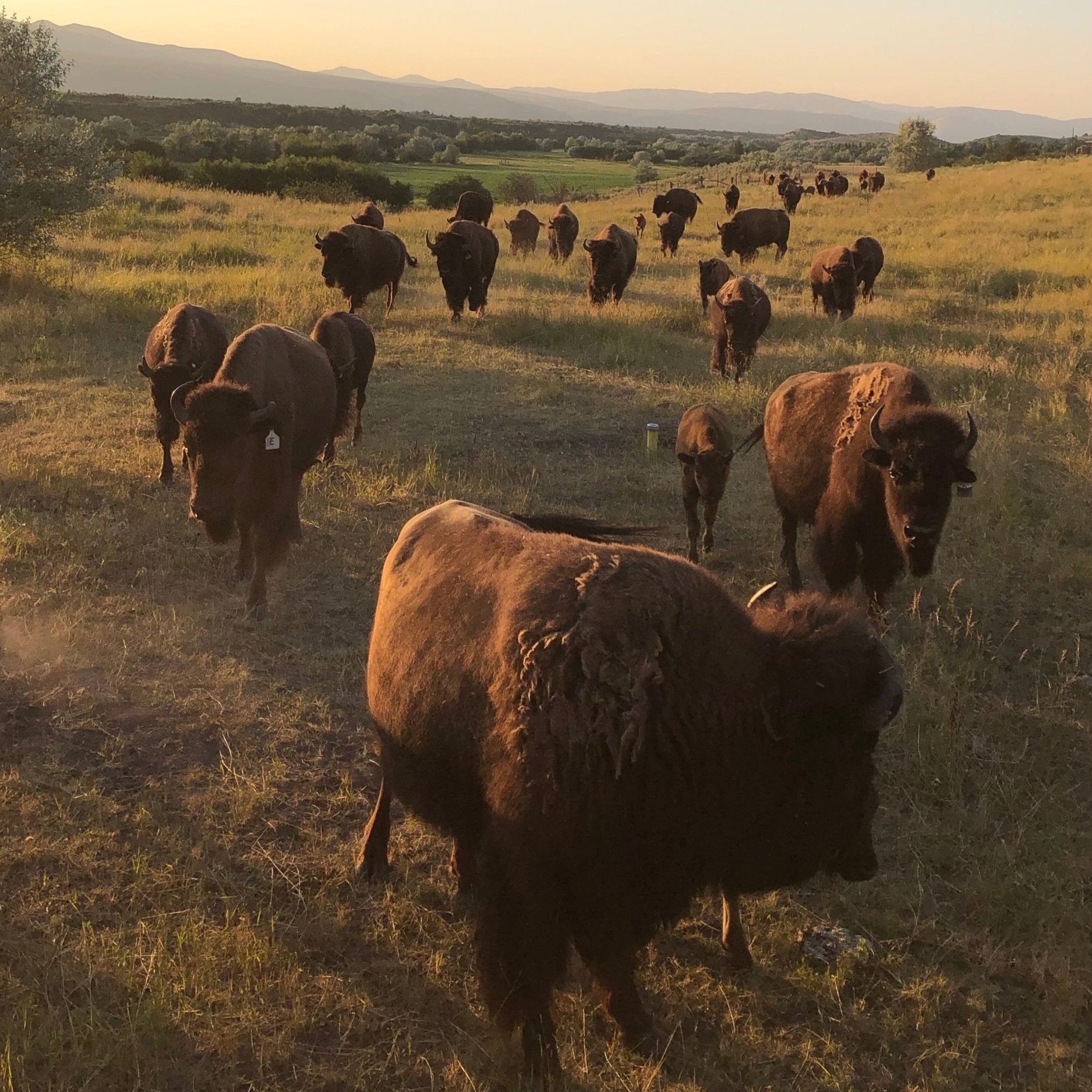 Diamond P Grassroots Bison | All Natural, Grass Fed, Hormone Free Bison ...