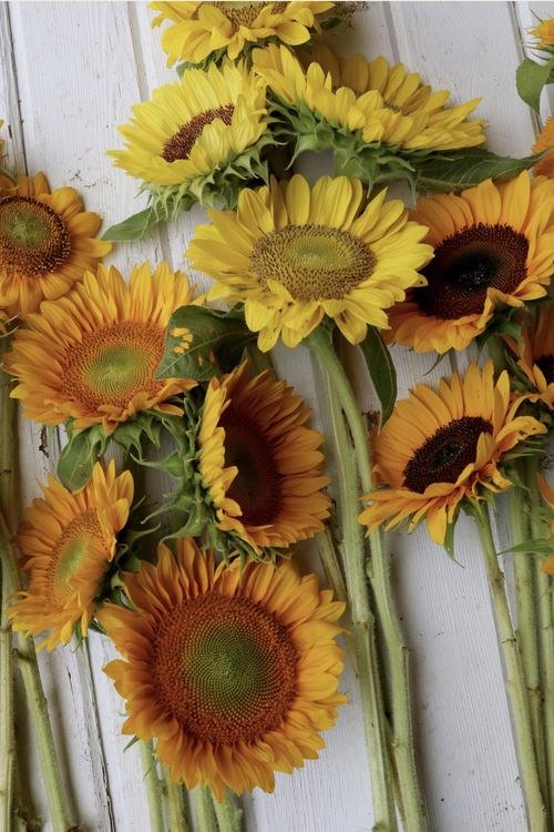 Sunflowers: Complete Guide How to Grow and Harvest — Under A Tin Roof