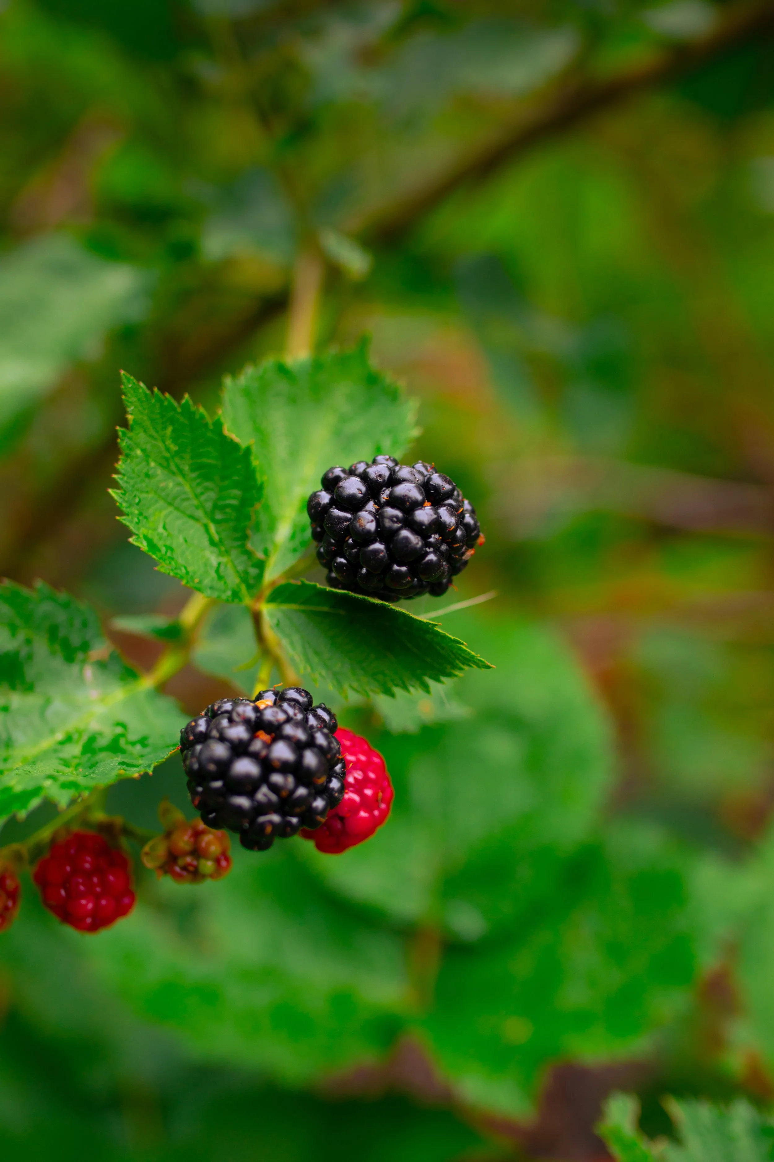 Bramble Patch Blackberry Pie: Summer Dessert Recipe — Under A Tin Roof
