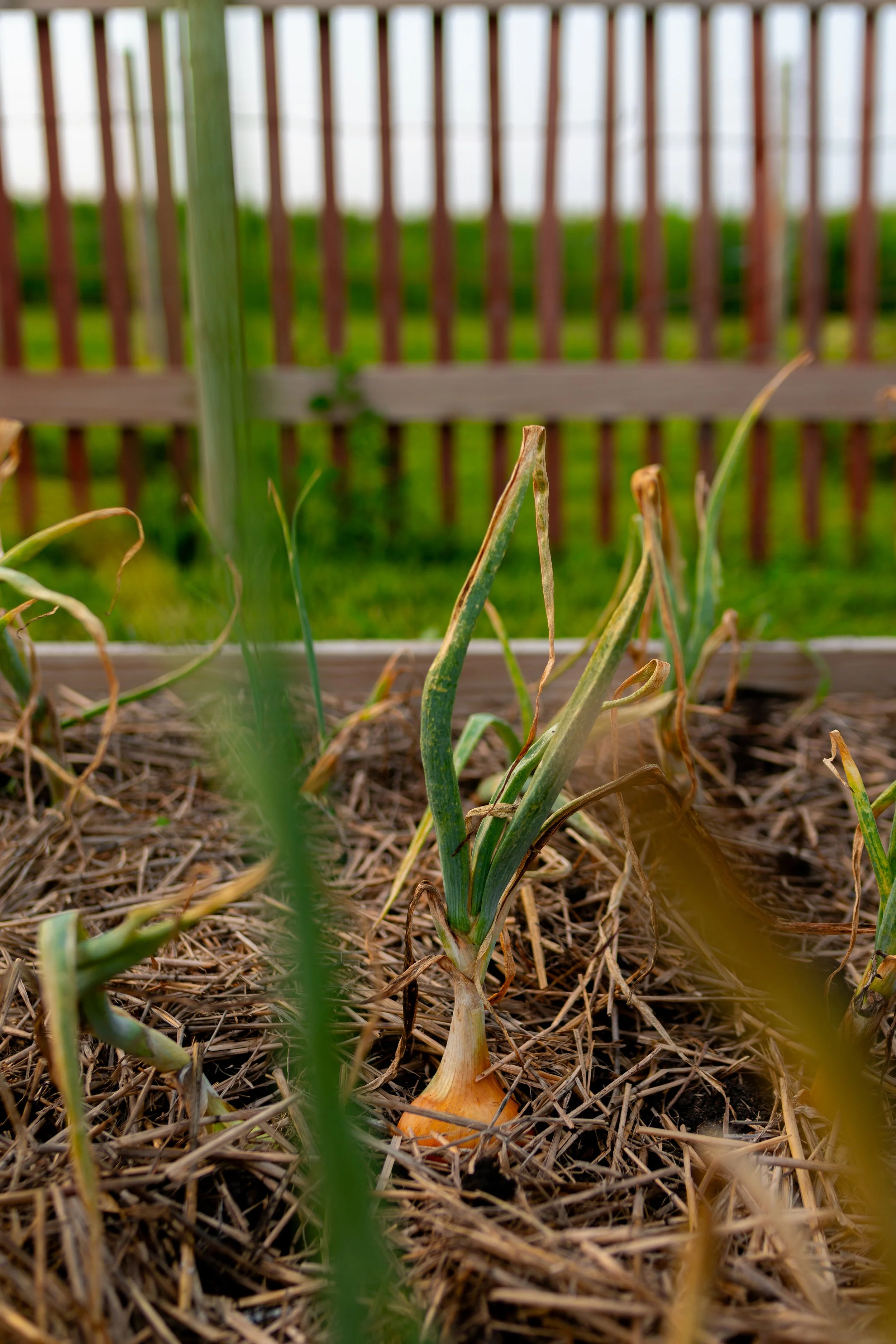 How to Grow Onions: Complete Planting, Growing & Harvesting Guide ...