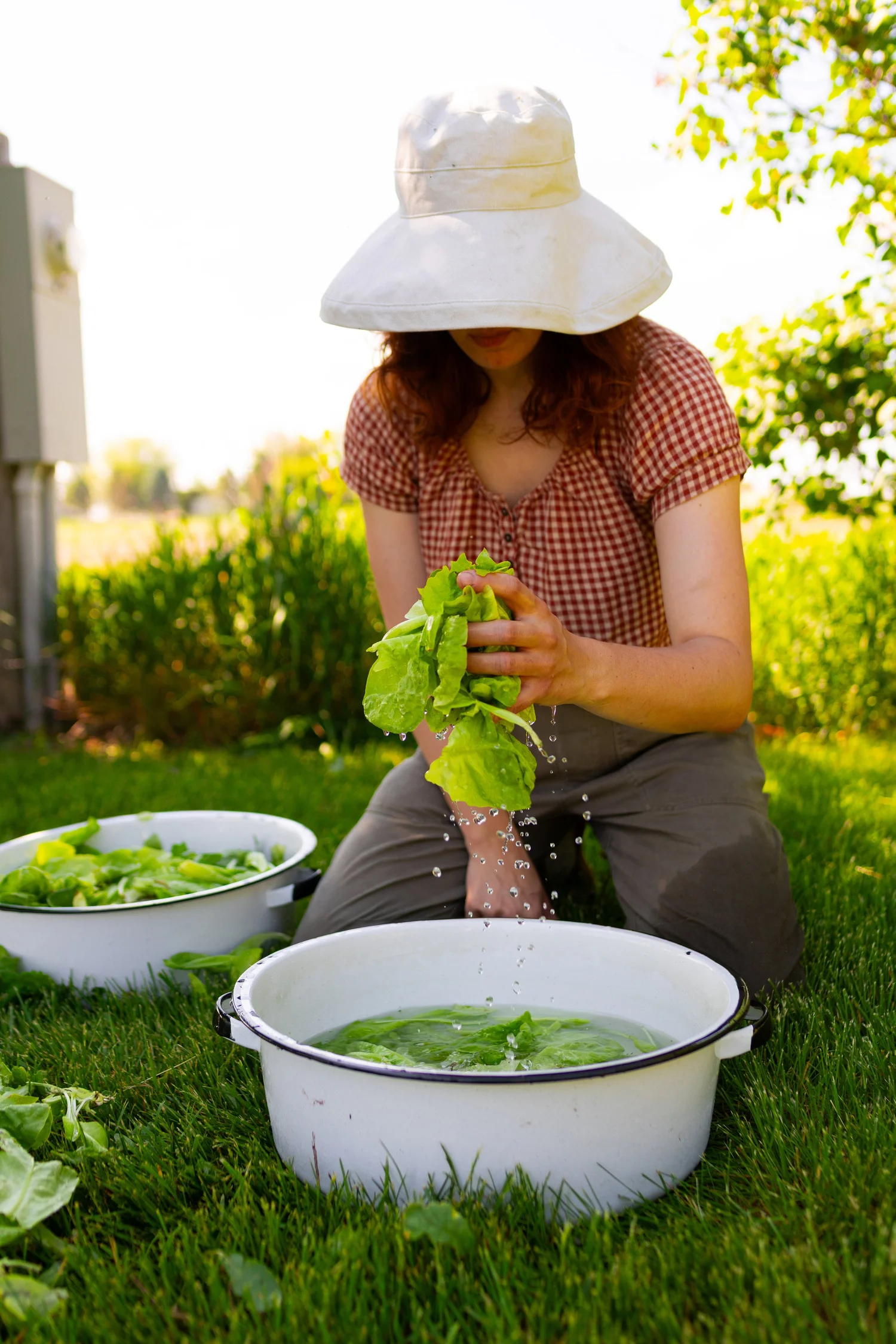 How to Grow Salad Greens & Cut-and-Come-Again Mix: Planting, Care ...