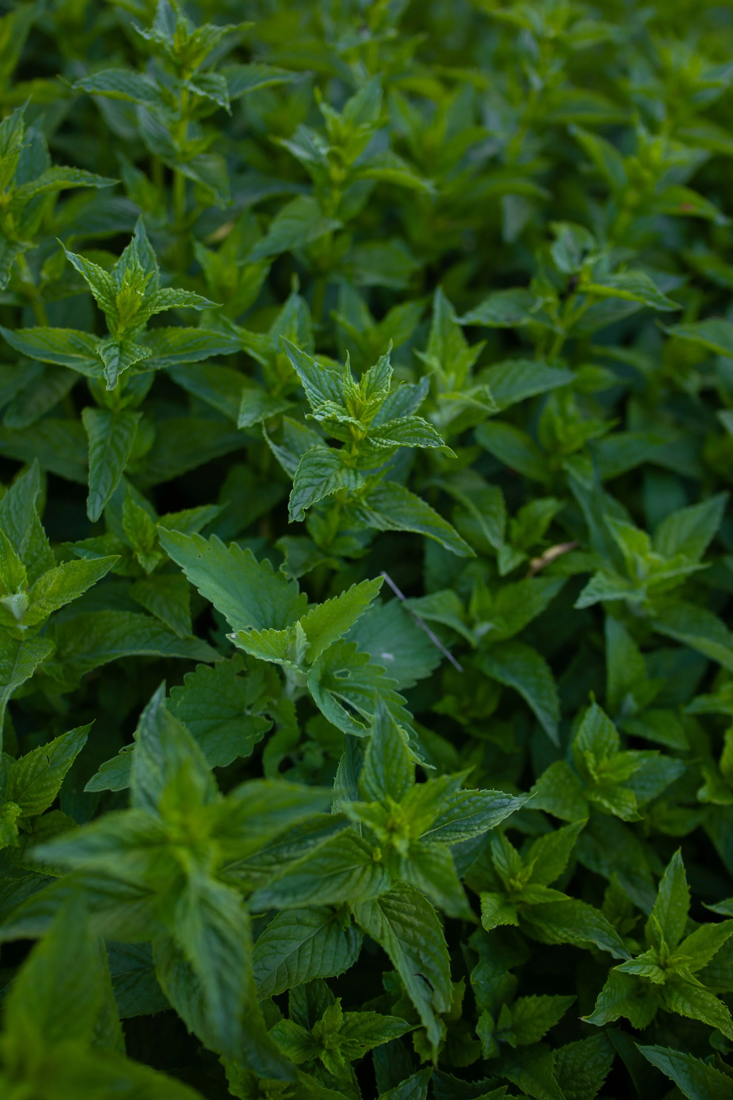 How to Start a Tea Garden: 10 Plants to Grow for Herbal Teas — Under A ...