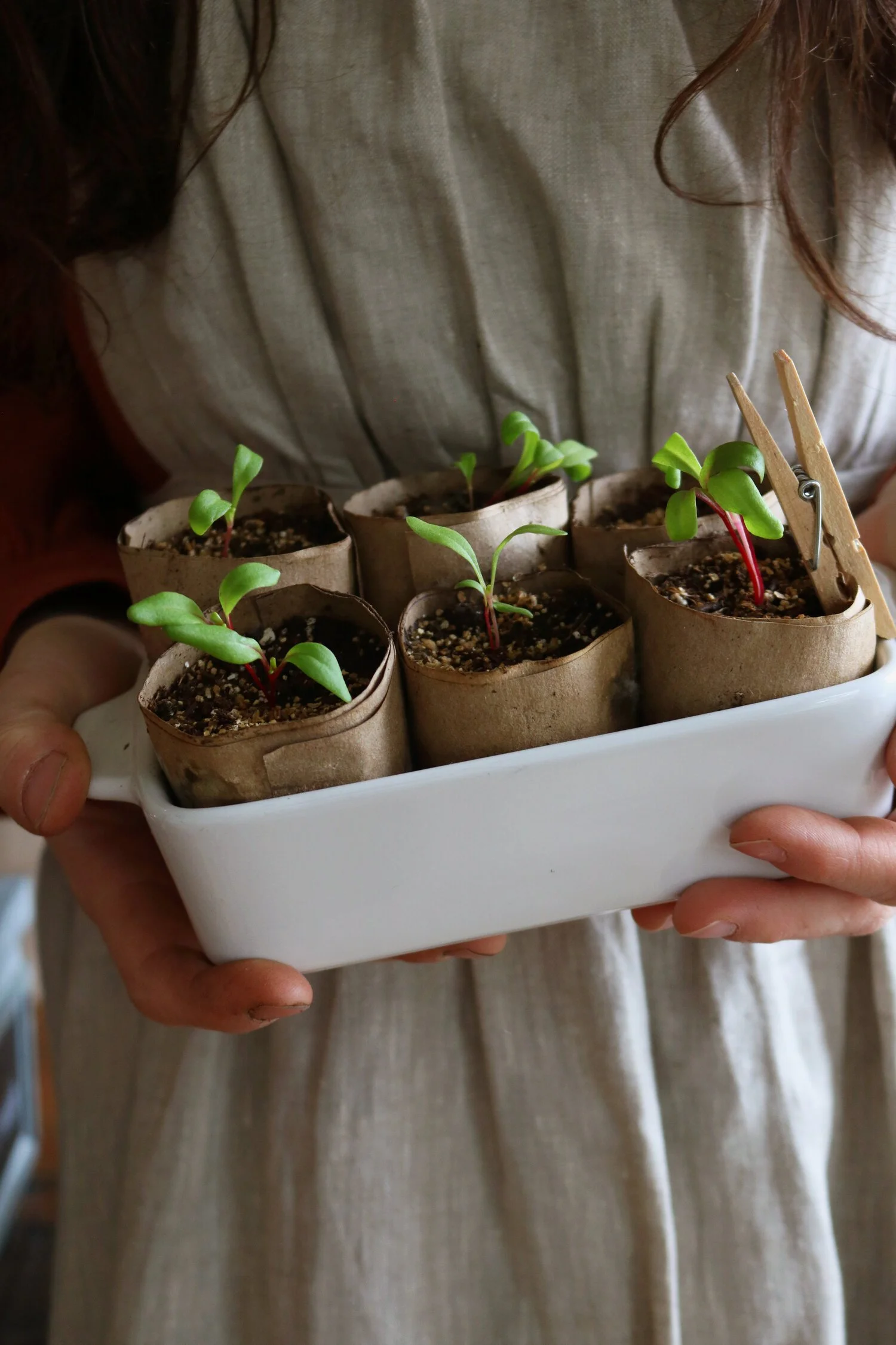 Video: Starting Seeds, Transplanting, and Making Paper Pots — Under A ...