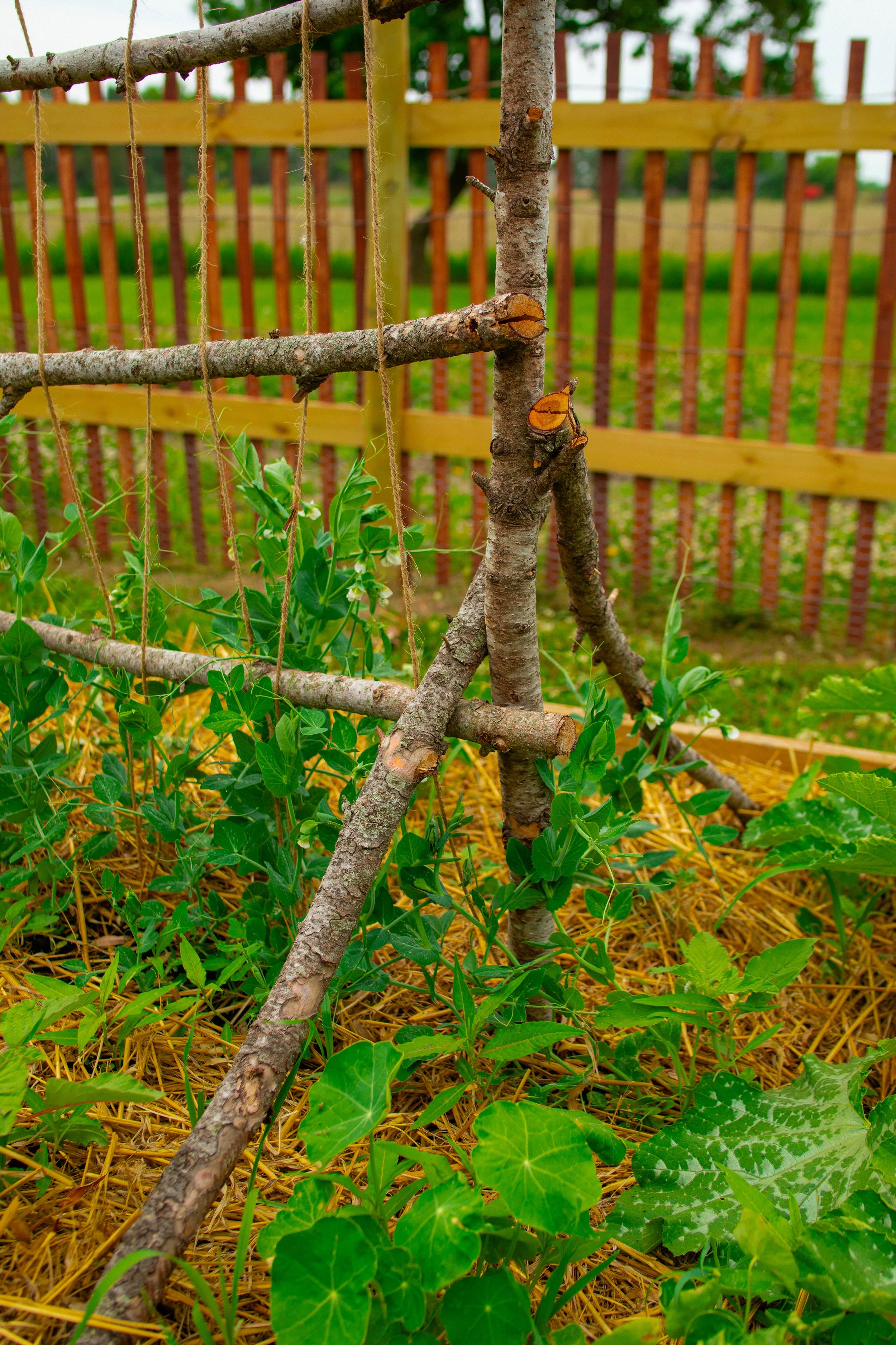 Rustic Trellis Ideas: How to Add Whimsy to Your Garden — Under A Tin Roof