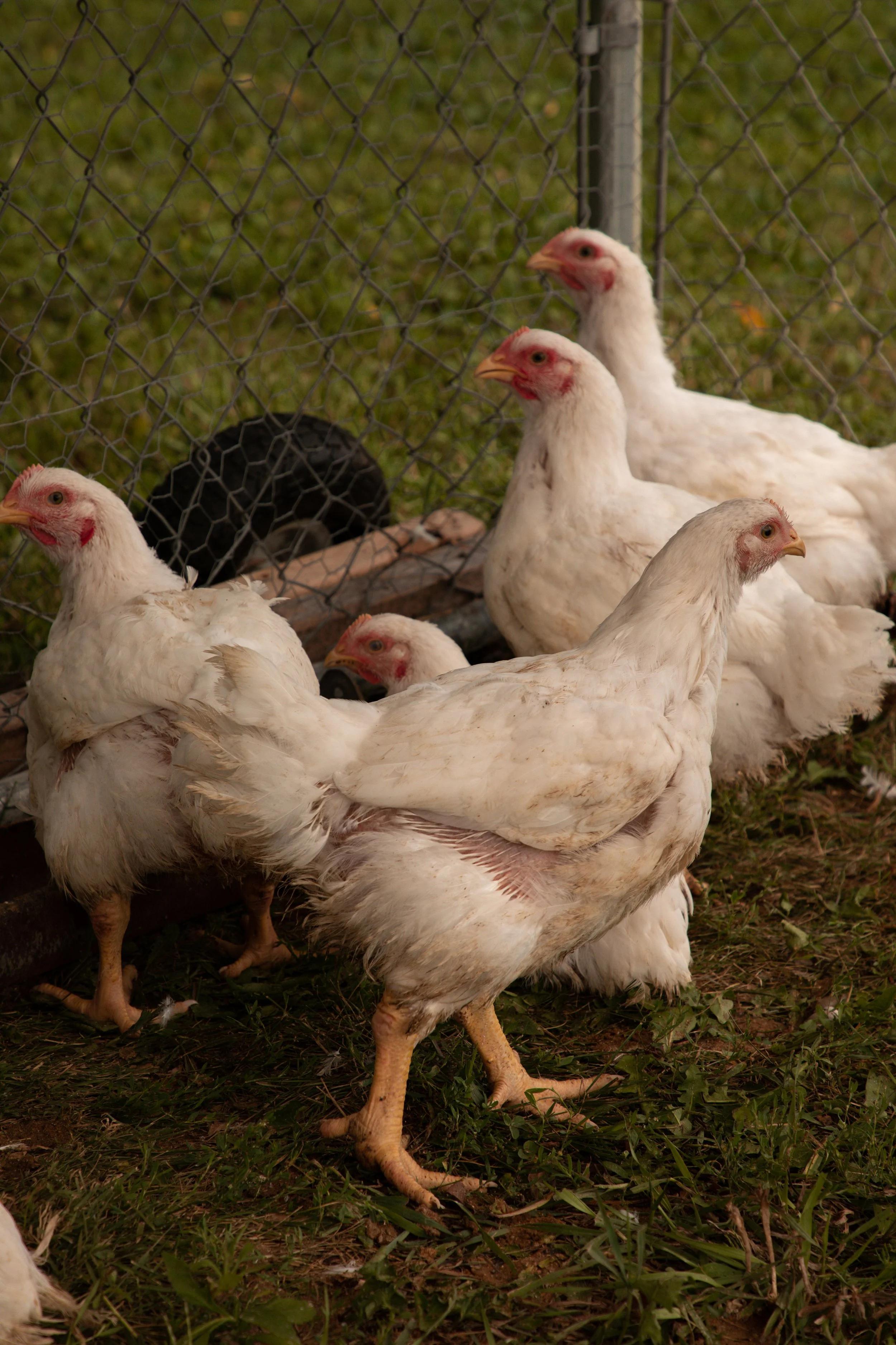 Complete Guide: How to Raise, Butcher, and Process Chickens — Under A ...