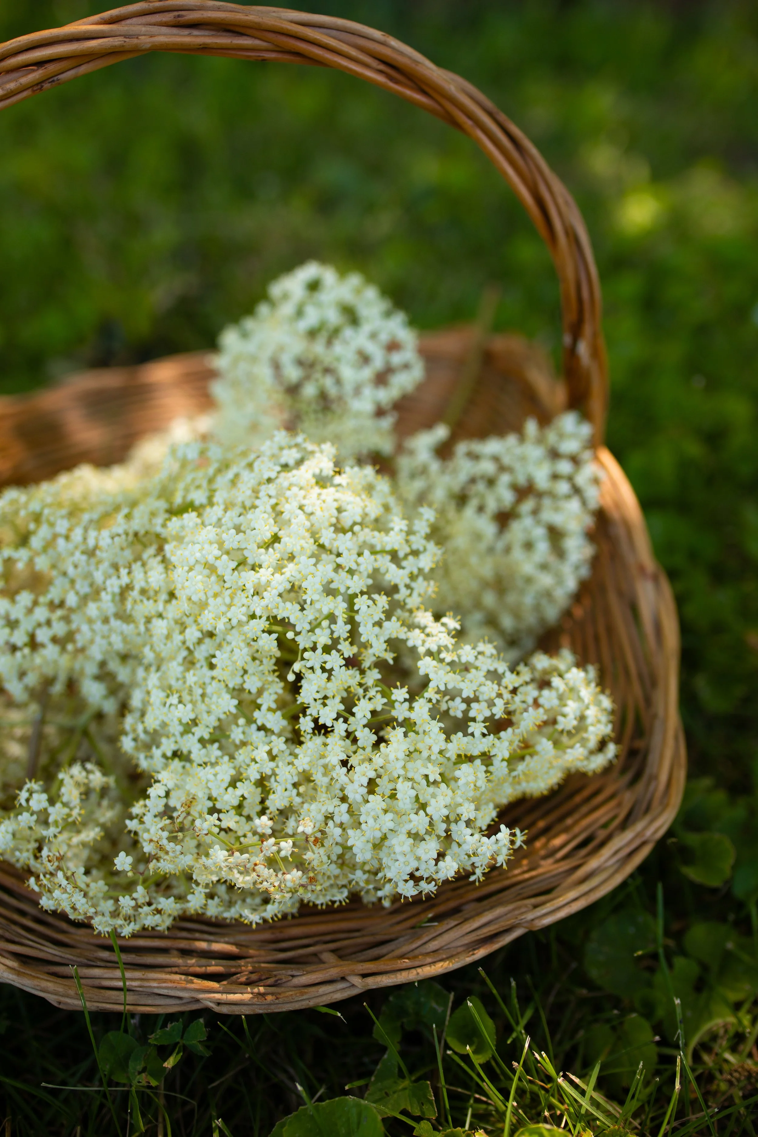 Elderflower Burnt Basque Cheesecake: Easy and Delicious Summer Recipe ...