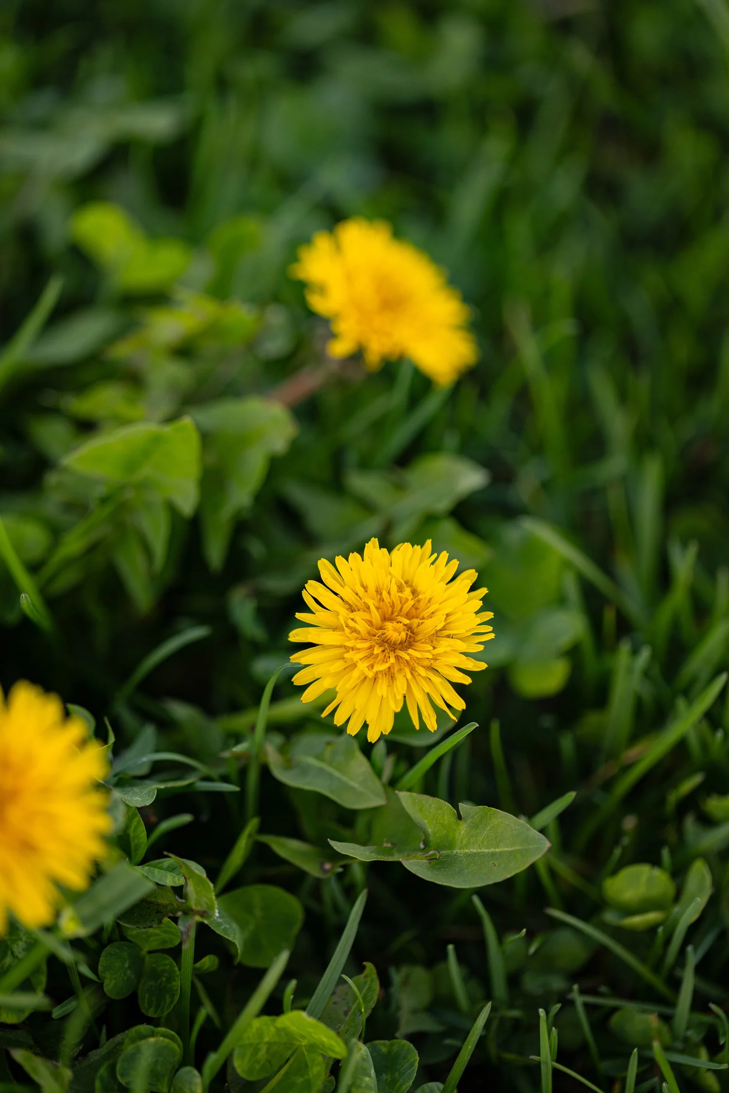 The Ultimate Guide to Foraging Dandelions: How to Harvest Flowers ...