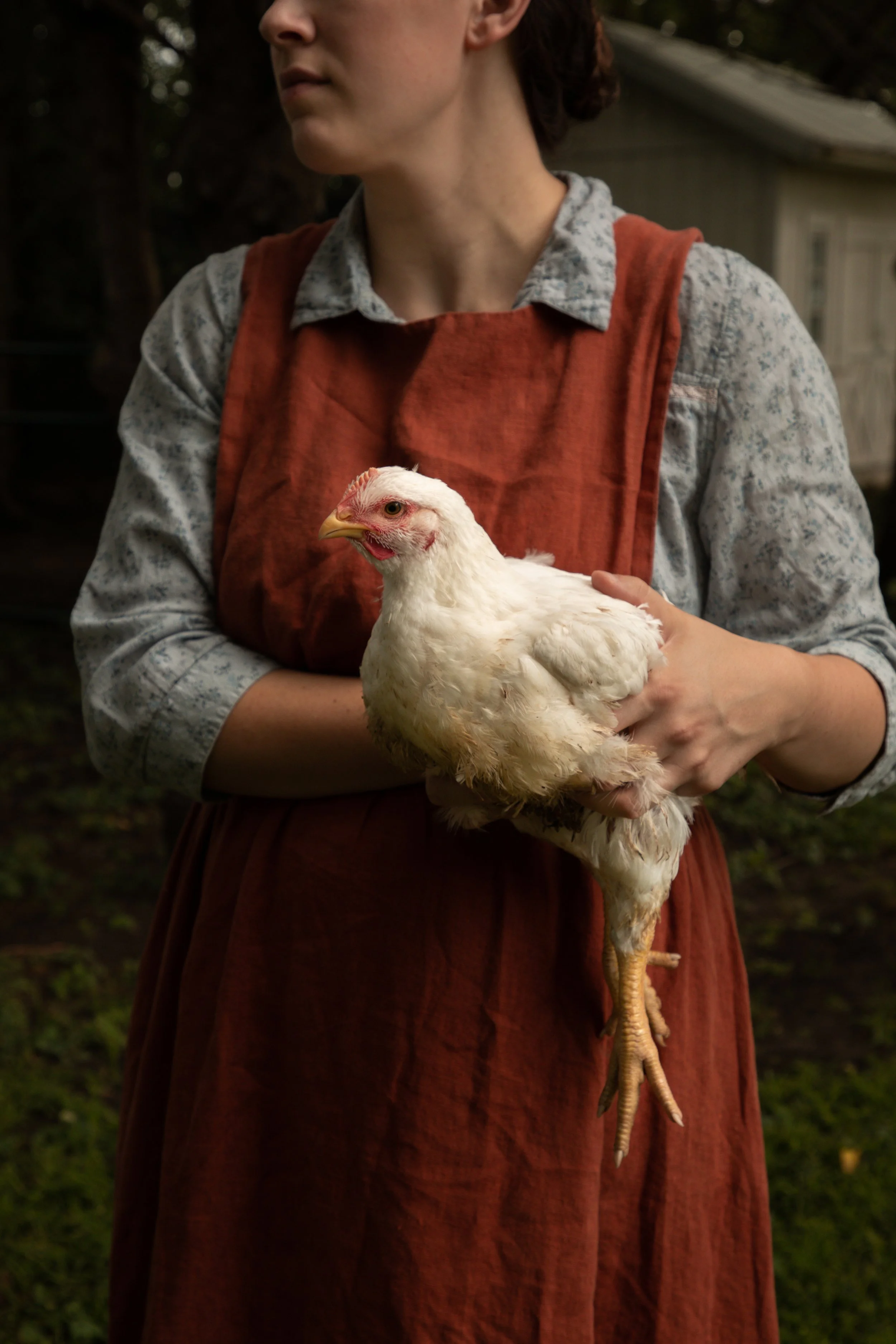 Complete Guide: How to Raise, Butcher, and Process Chickens — Under A ...