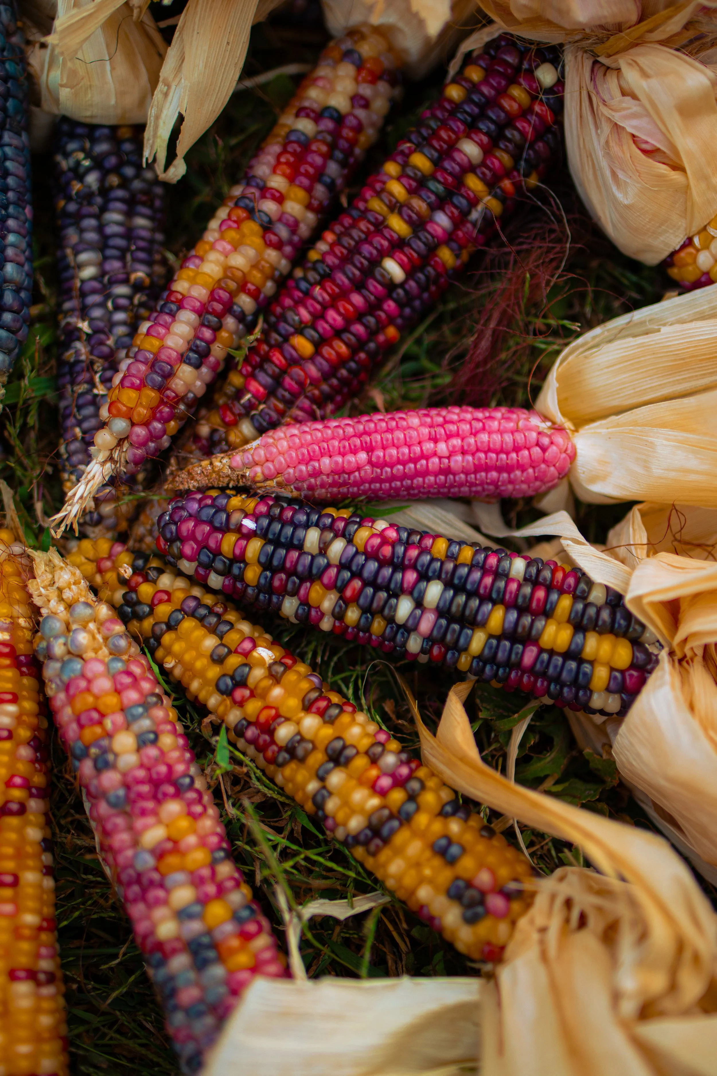 How to Grow, Harvest, and Dry Ornamental Corn for Your Kitchen: Learn ...