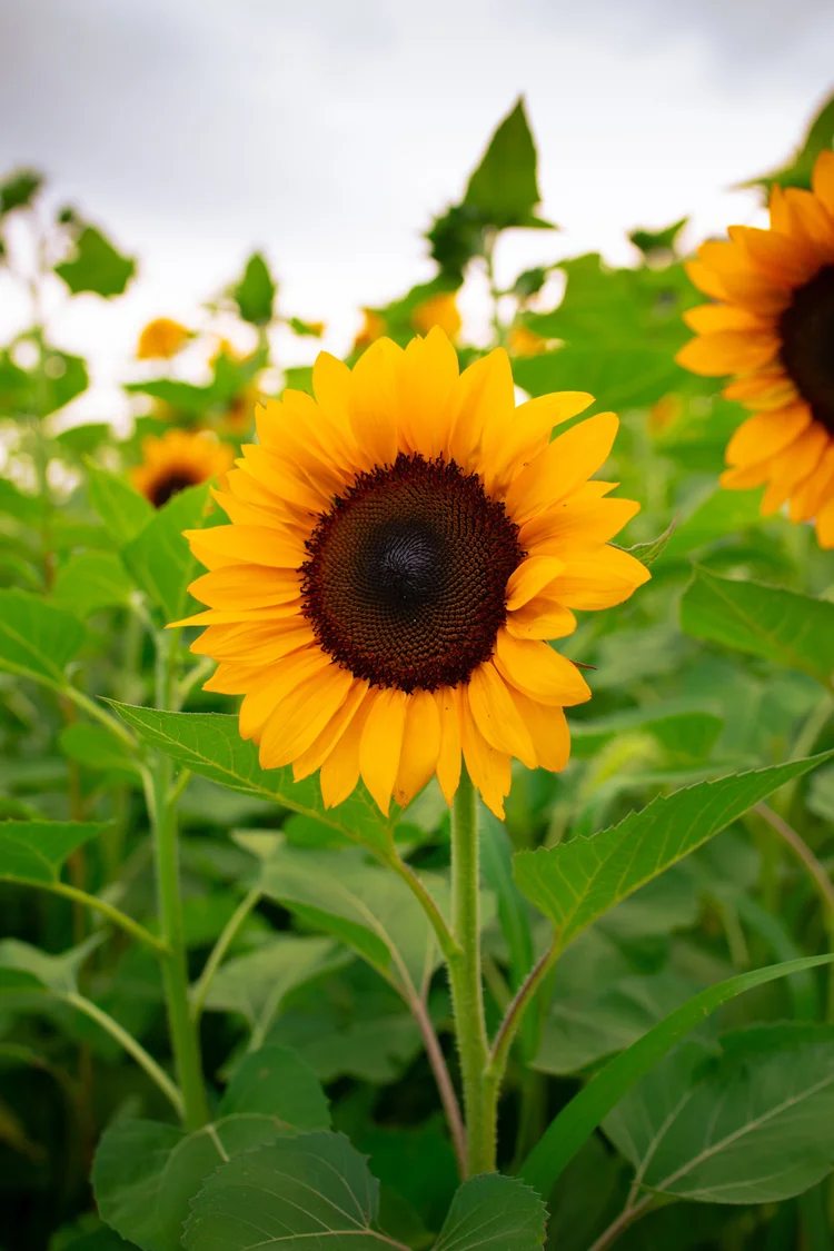 Sunflowers: Complete Guide How to Grow and Harvest — Under A Tin Roof