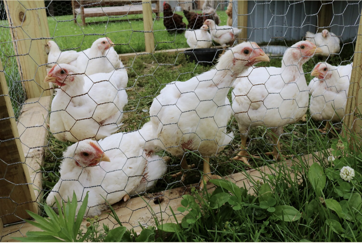 Complete Guide: How to Raise, Butcher, and Process Chickens — Under A ...