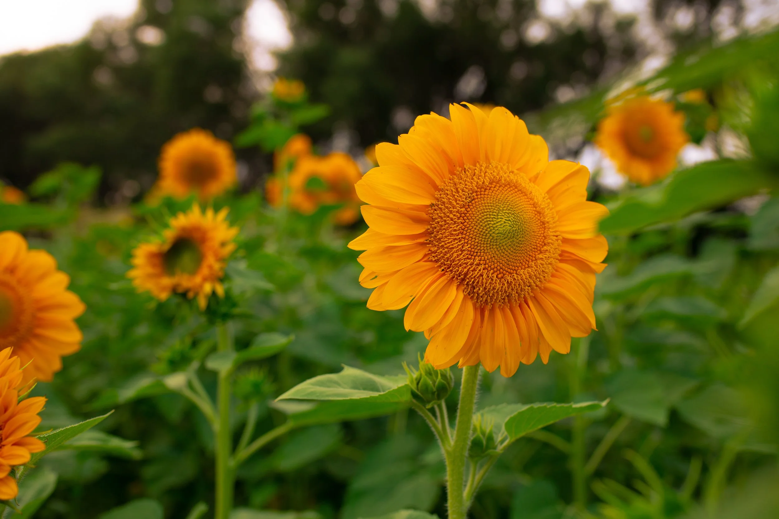 Sunflowers: Complete Guide How to Grow and Harvest — Under A Tin Roof