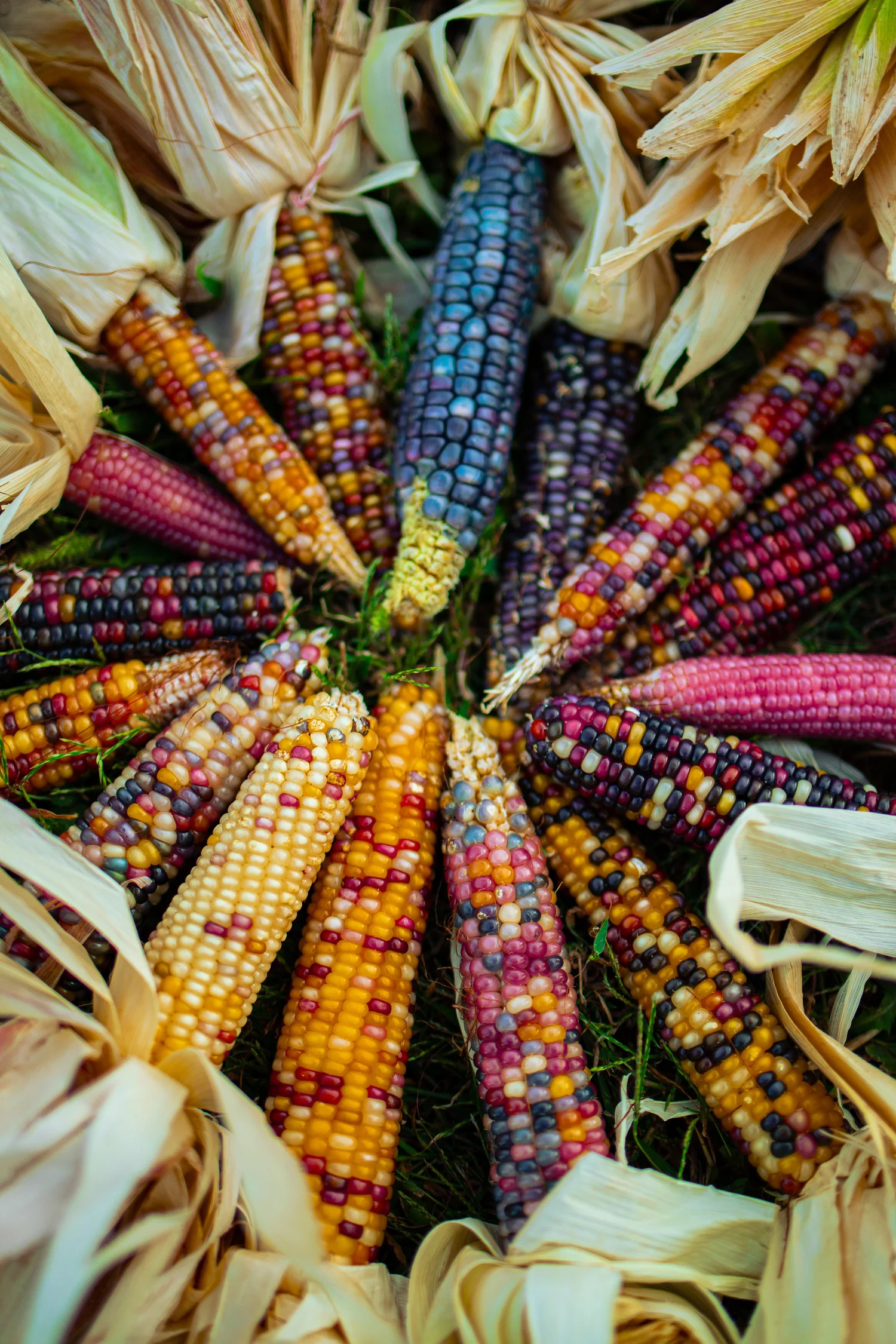 How to Grow, Harvest, and Dry Ornamental Corn for Your Kitchen: Learn ...