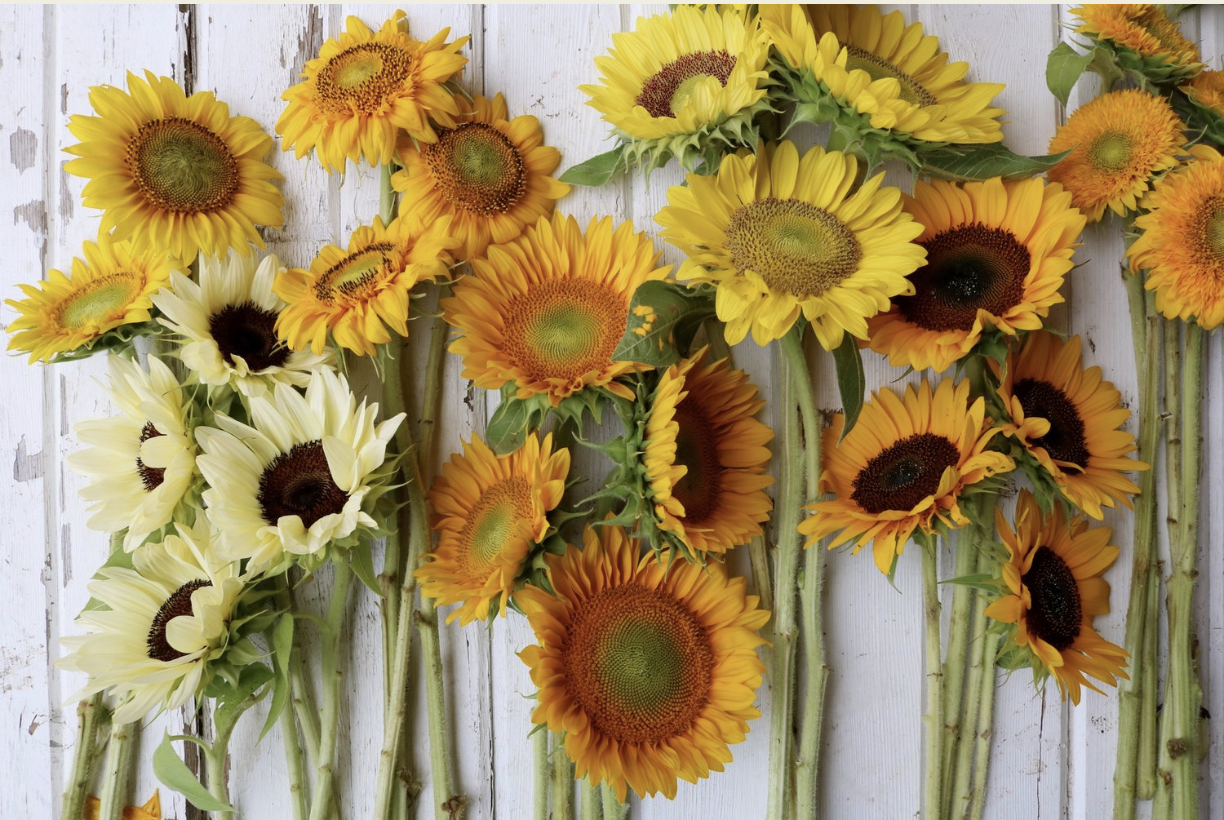Sunflowers: Complete Guide How to Grow and Harvest — Under A Tin Roof