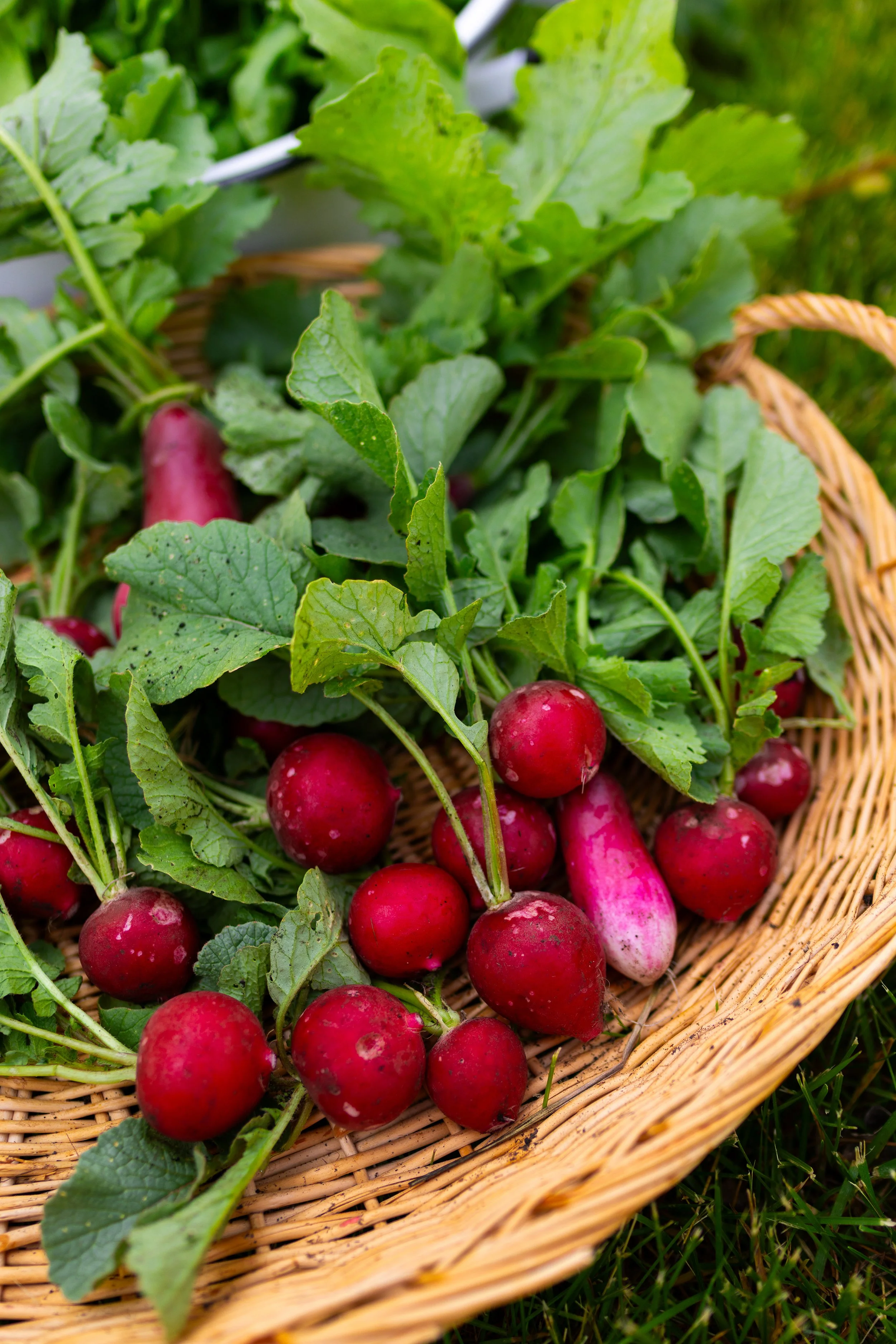 Radish Growing 101: Plant, Care & Harvest Crisp Radishes in Just 25 ...