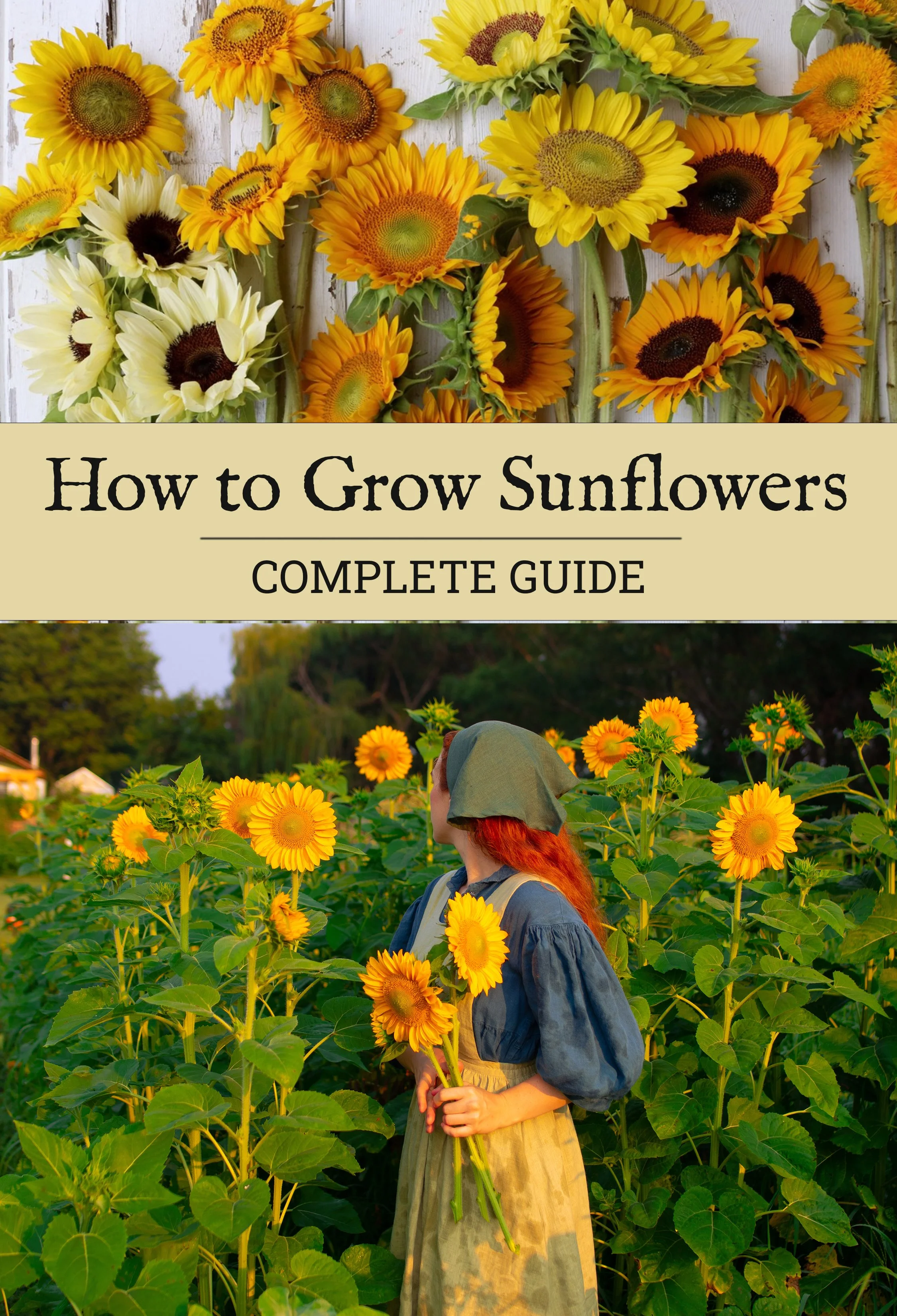 Sunflowers: Complete Guide How to Grow and Harvest — Under A Tin Roof