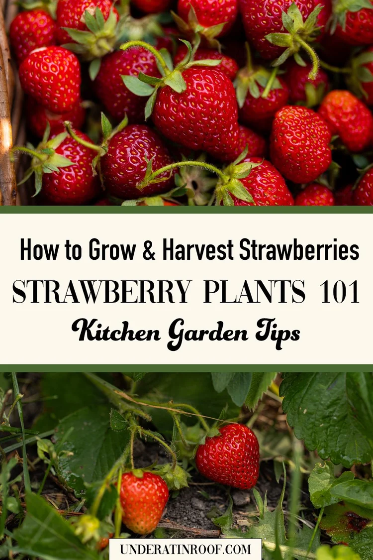How to Grow Strawberries: Complete Planting, Growing, and Harvesting Guide — Under A Tin Roof