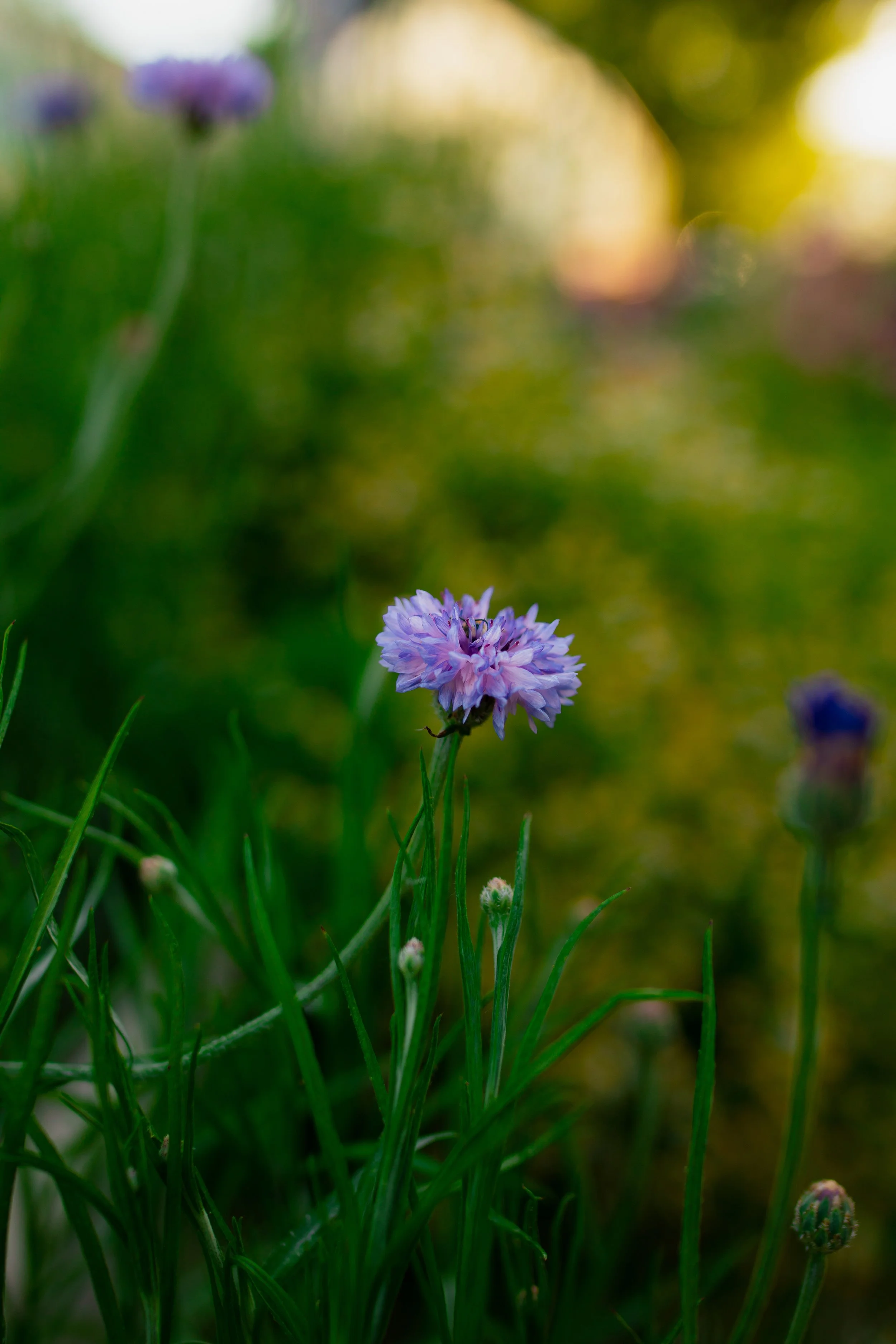 How to Start a Tea Garden: 10 Plants to Grow for Herbal Teas — Under A ...